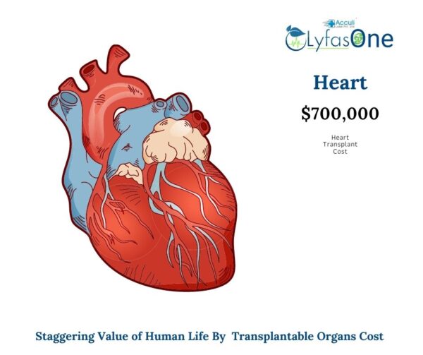 How Much Does an Organ Transplant Cost Makes Human Life Insanely High ...